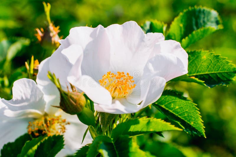 Pink flower wild rose stock image. Image of nature, wild - 55027029
