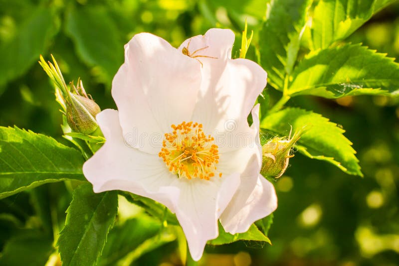 Pink flower wild rose stock image. Image of rose, leaflets - 55027465