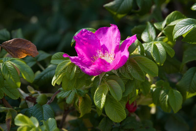 Rose hip flower stock photo. Image of viburnum, field - 130381388