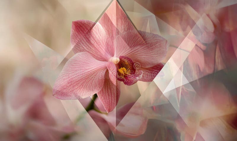 A Pink Flower with a Yellow Center Stock Image - Image of bright, leaf ...