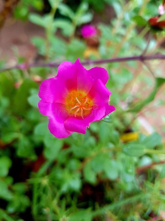 Portulaca Grandiflora, Rose Moss, Mexican Rose, Sun Rose, Rock Rose ...