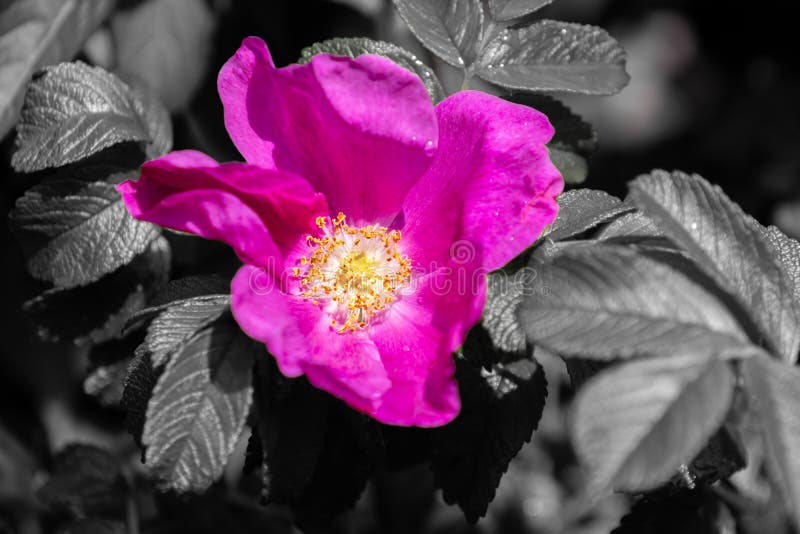 Pink Flower with Yellow Inside Stock Photo - Image of lilac, inside ...