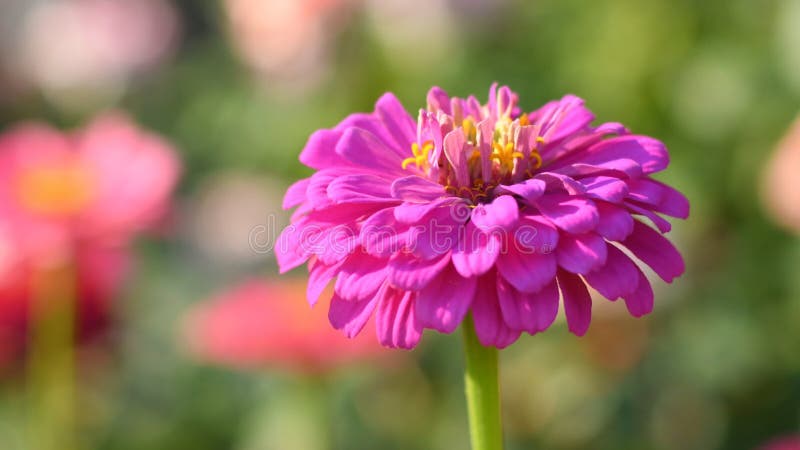 Pink Flower with Green Leaves Moving in Fresh Air during Spring Season ...