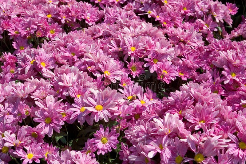Pink Flowerbed stock image. Image of pink, petals, flower - 73489