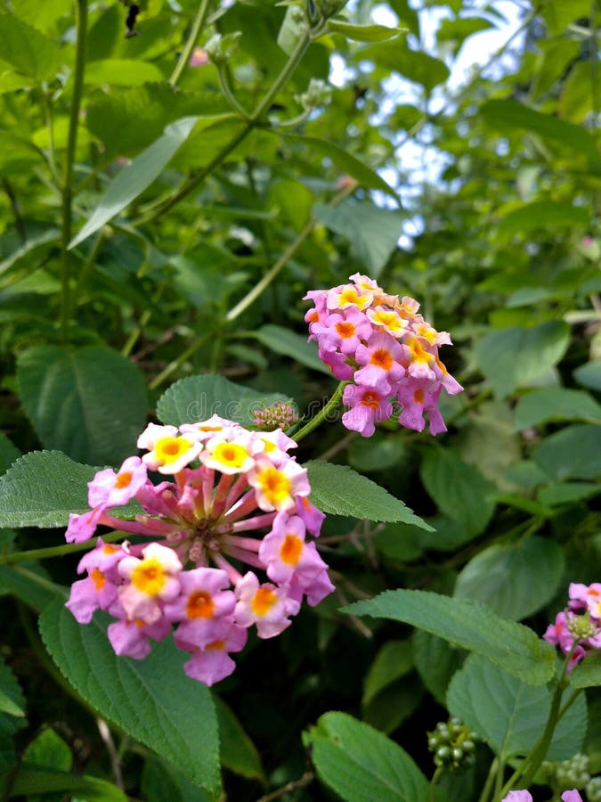 Pink Flowered Lantana Plant Stock Photo - Image of lantana, pink: 228237988