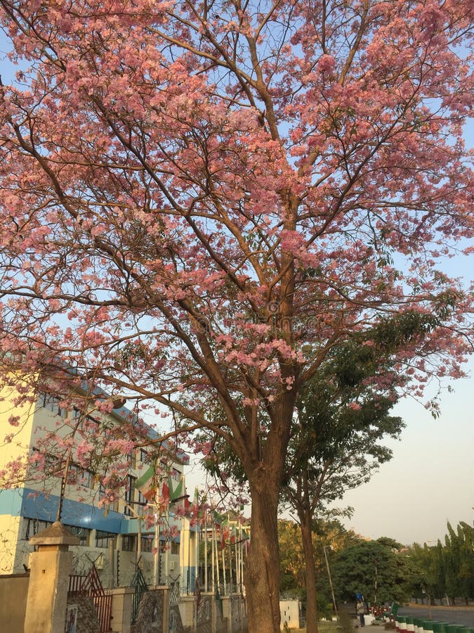 Pink flowered tree stock photo. Image of flowered, pink - 266683966