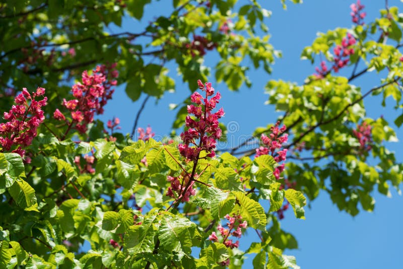 Pink Flowering Buckeye Tree Stock Photo - Image of growth, botany: 84365672
