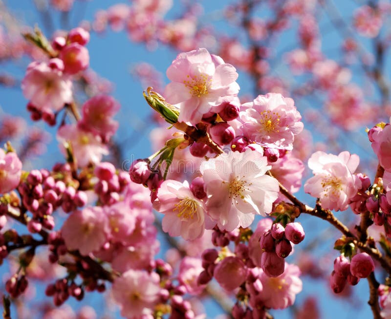Pink Flowering Cherry Trees Stock Photo - Image of green, japanese: 4225438