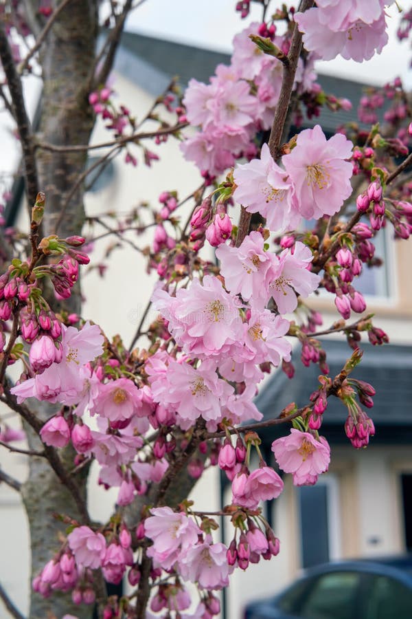 Prunus Accolade stock image. Image of blossoms, nice - 132575429