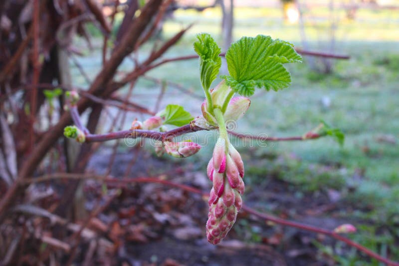 Pink Flowering Currant Bud 01 Stock Photos - Free & Royalty-Free Stock ...