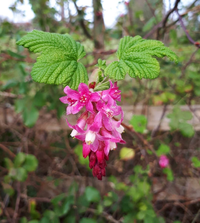 Pink Flowering Currant stock photo. Image of spring, garden - 98642016
