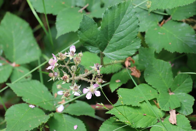 Raspberry bush stock image. Image of leaf, berry, flower - 193372653