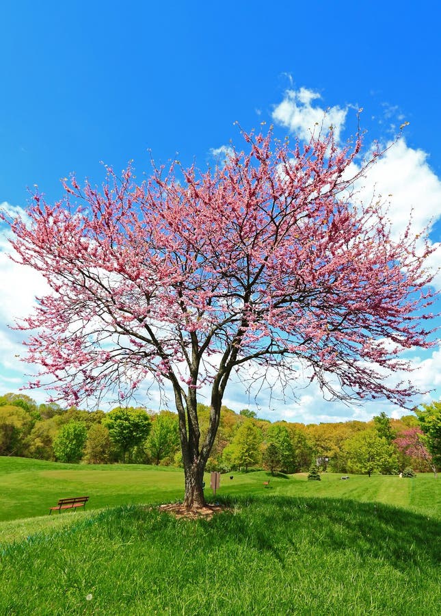 Pink Redbud Tree stock image. Image of environment, flowers - 53326579