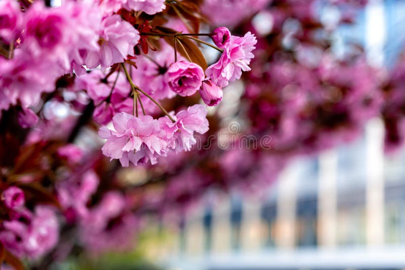 Pink Flowering Shrubs in a Spring Garden with Bokeh Stock Photo - Image ...