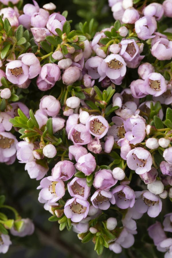 Pink Flowering Thryptomene Shrub Close Up Stock Image - Image of shrub ...