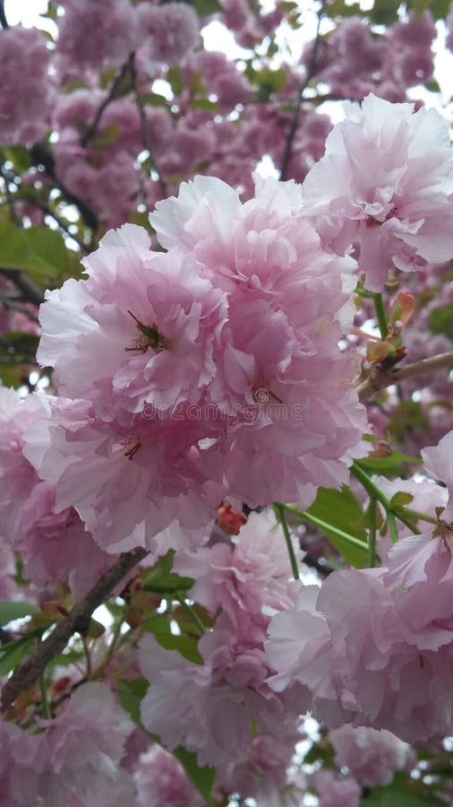 Pink flowering tree stock image. Image of pink, bunches - 91481029