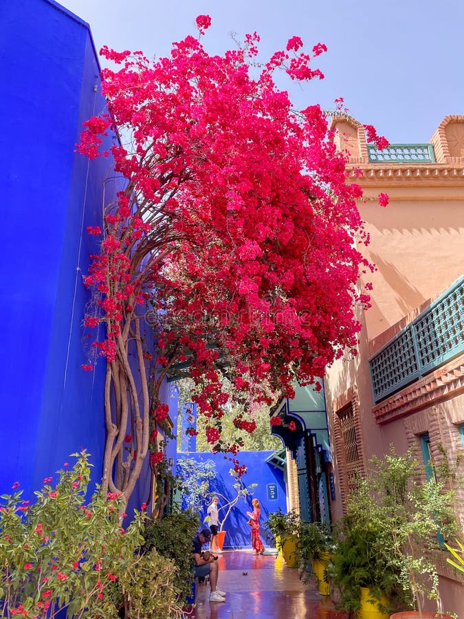 Pink Flowering Tree Blue Wall Marrakesh Morocco 4 Editorial Photo ...