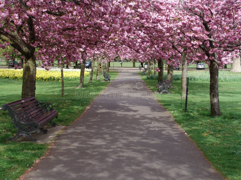 Pink Flowering Tree Lined Path Stock Image - Image of sunlight ...