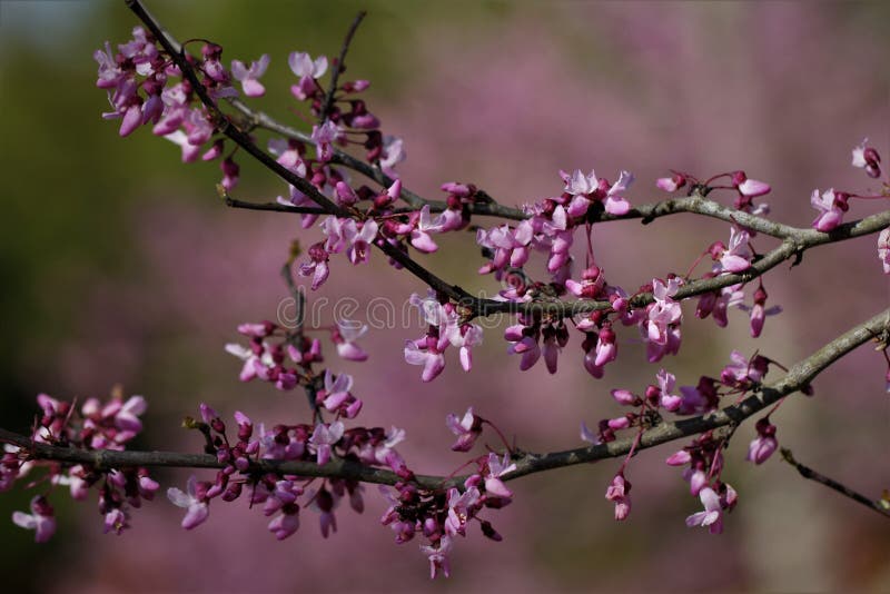 Pink Flowering Tree in a Park Stock Photo - Image of flora, ecology ...
