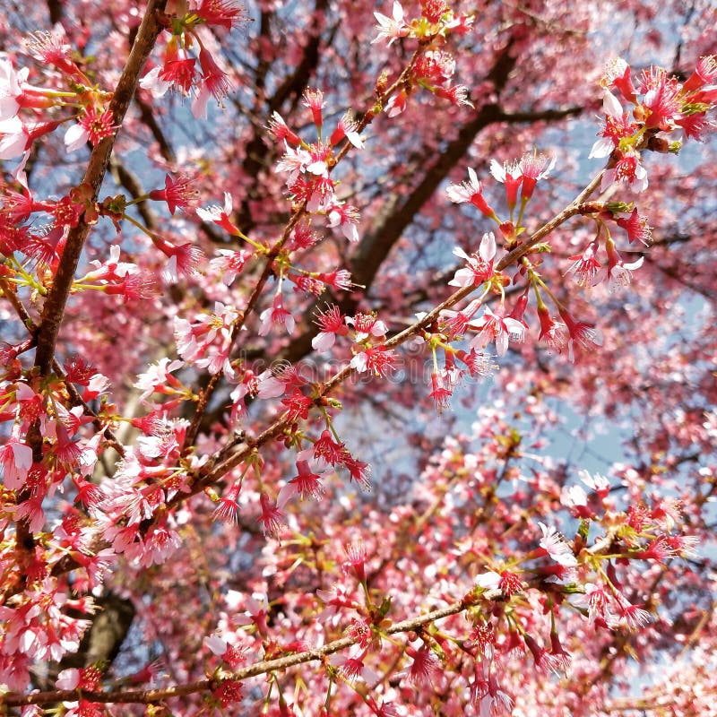 Pink flowering tree stock photo. Image of pink, spring - 114515696