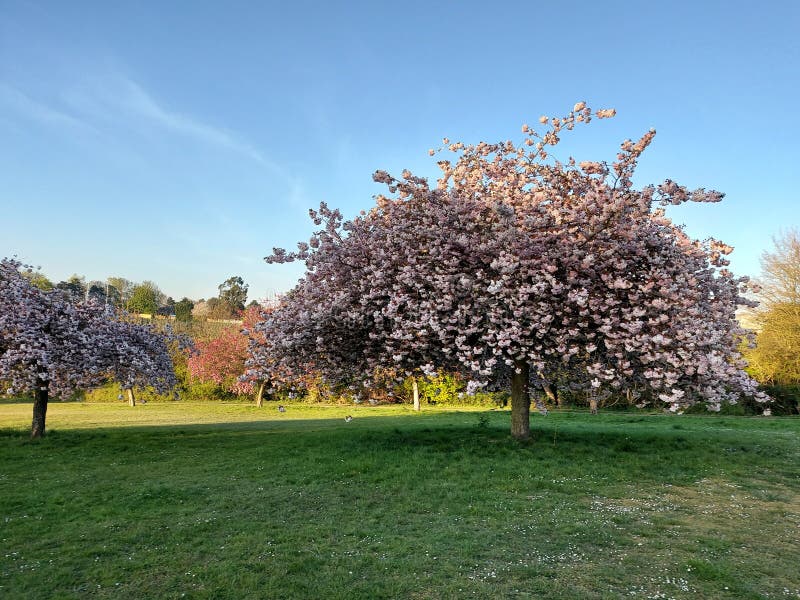 Pink flowering trees in stock image. Image of lawn, garden - 179569837