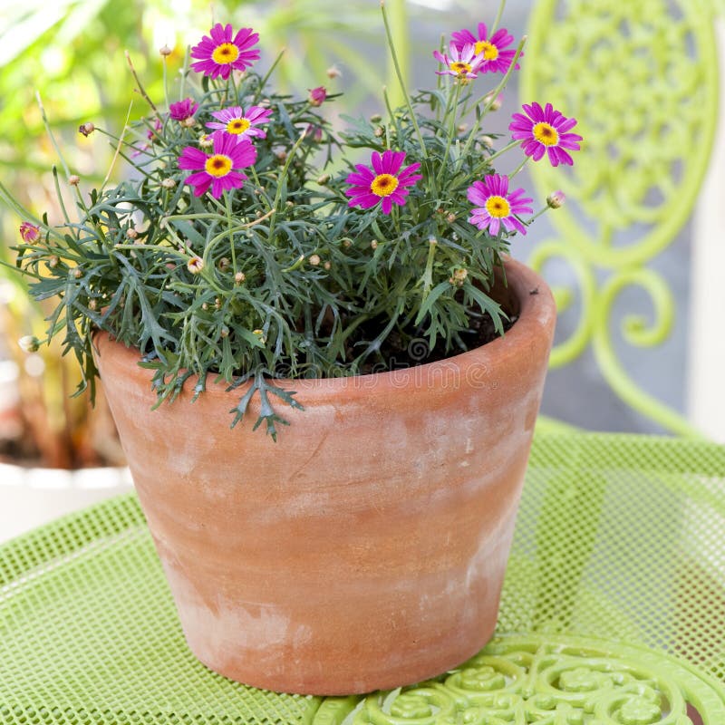 Pink flowers stock image. Image of flowers, exterior - 25800939