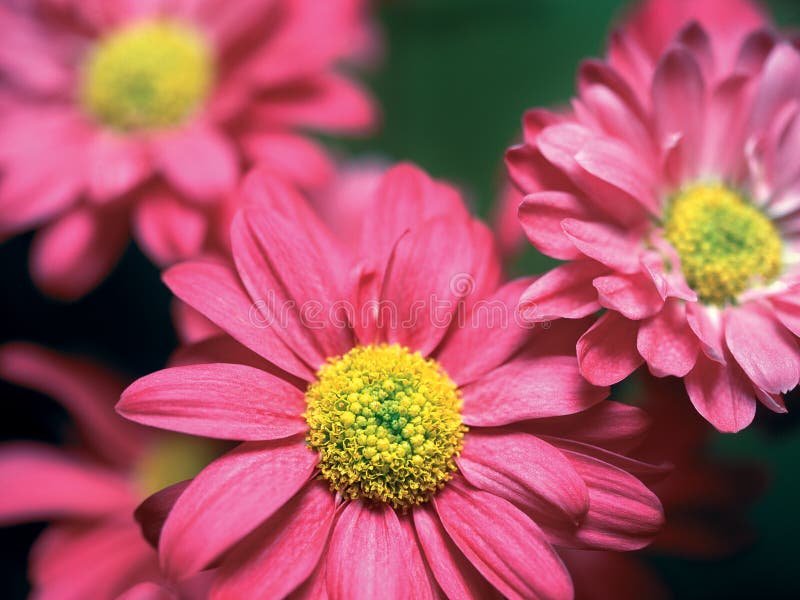 Crazy Daisies stock image. Image of colorful, spring, flowers - 84351