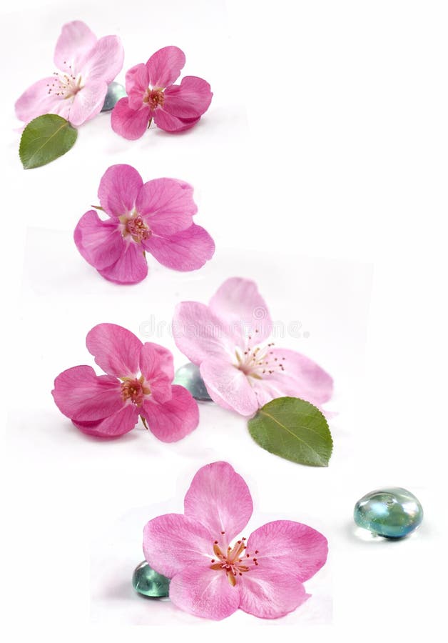 Pink flowers stock photo. Image of glass, pink, fruit - 9754720
