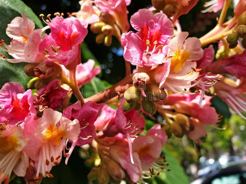Macro of Pink Flowers Aesculus Pavia Stock Image - Image of natural ...