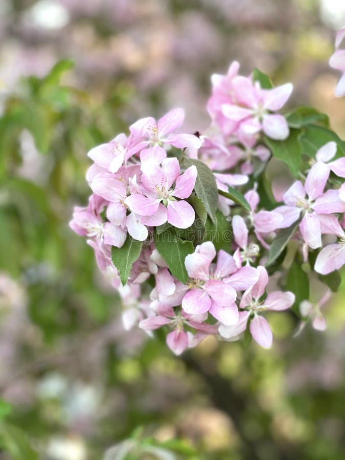 Pink Flowers, Apple Tree Inflorescence Stock Image - Image of farm ...