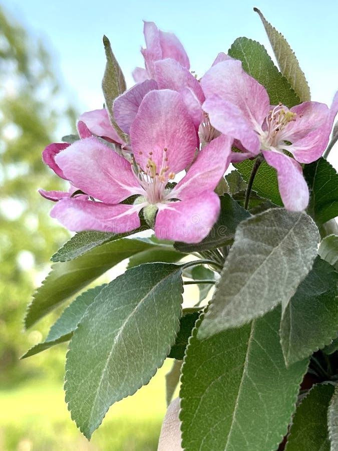 Pink Flowers, Apple Tree Inflorescence Stock Photo - Image of plant ...