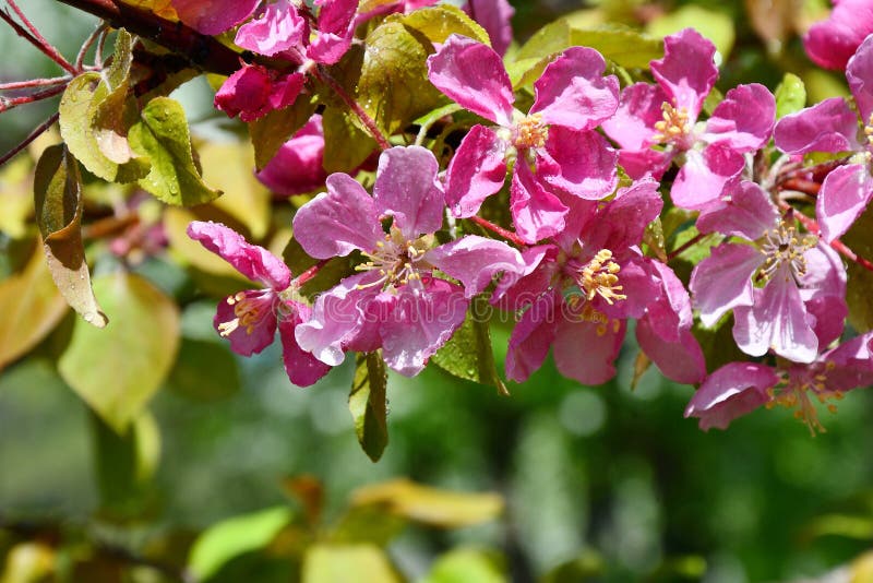 Pink Flowers of the Apple-tree Stock Image - Image of blooming, bloom ...