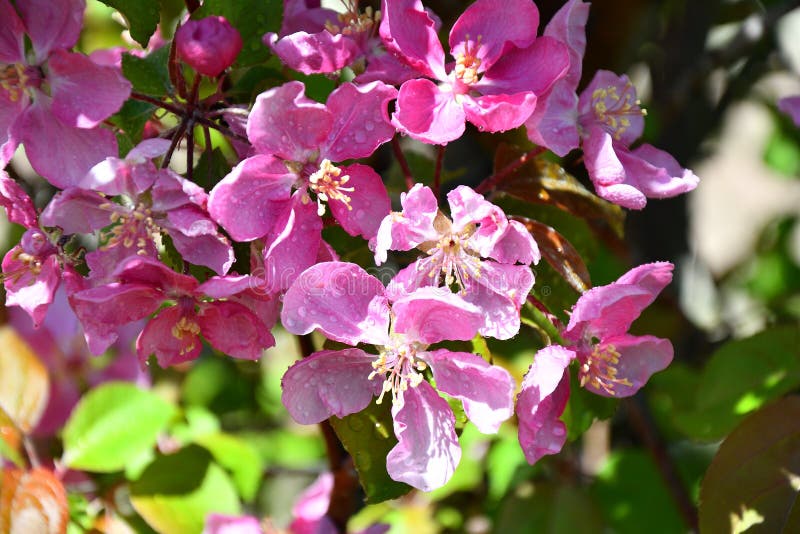 Pink Flowers of the Apple-tree Stock Photo - Image of pink, plant ...