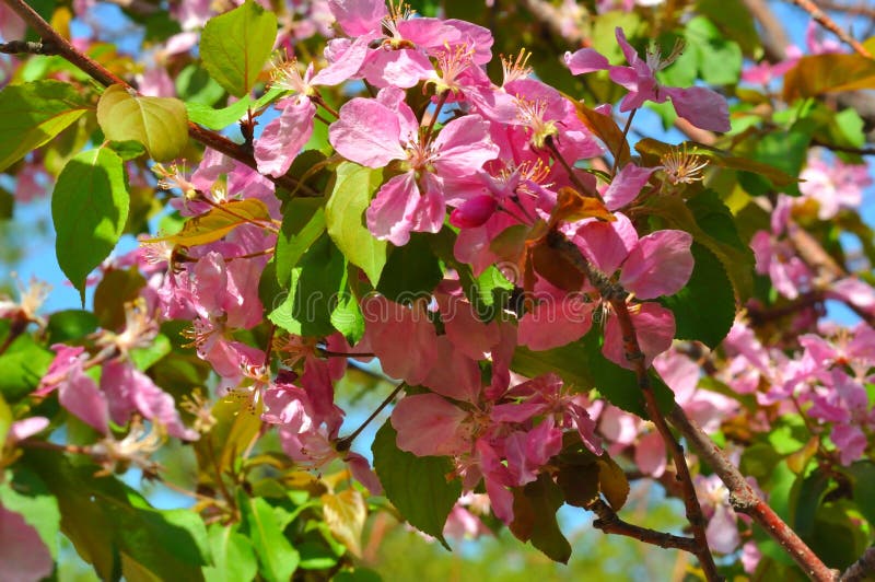 Pink Flowers of the Apple-tree Stock Photo - Image of green, colorful ...