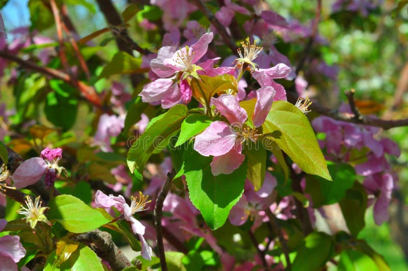 Pink Flowers of the Apple-tree Stock Photo - Image of flower, season ...