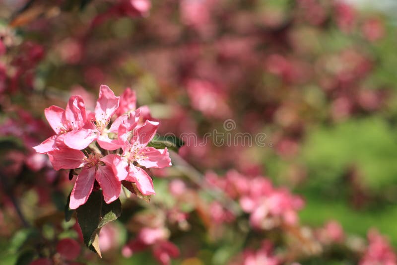Pink flowers Apple tree stock photo. Image of branch - 40823540