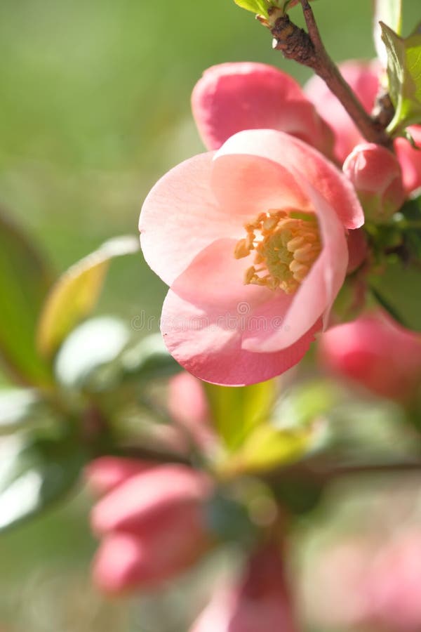 Pink Flowers of the Apple Tree are Turned To the Sun Stock Photo ...