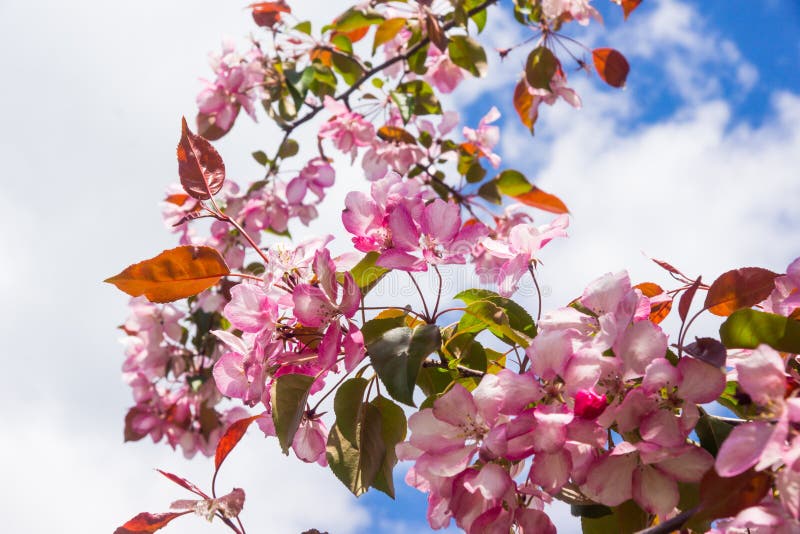Pink Flowers of Apple Trees Spring Landscape Stock Photo - Image of ...