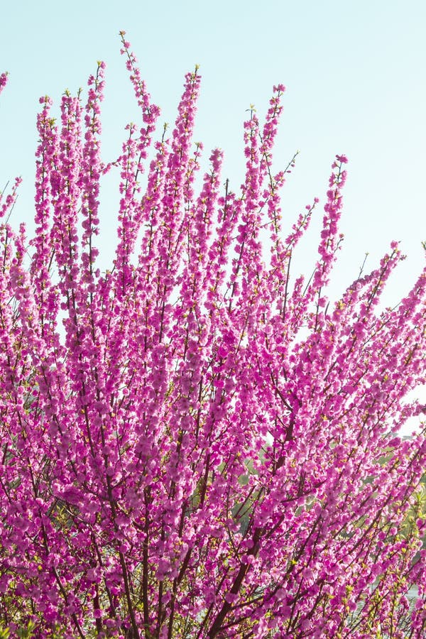 Pink Flowers Apricot Peach Blossom in Spring Stock Photo - Image of ...
