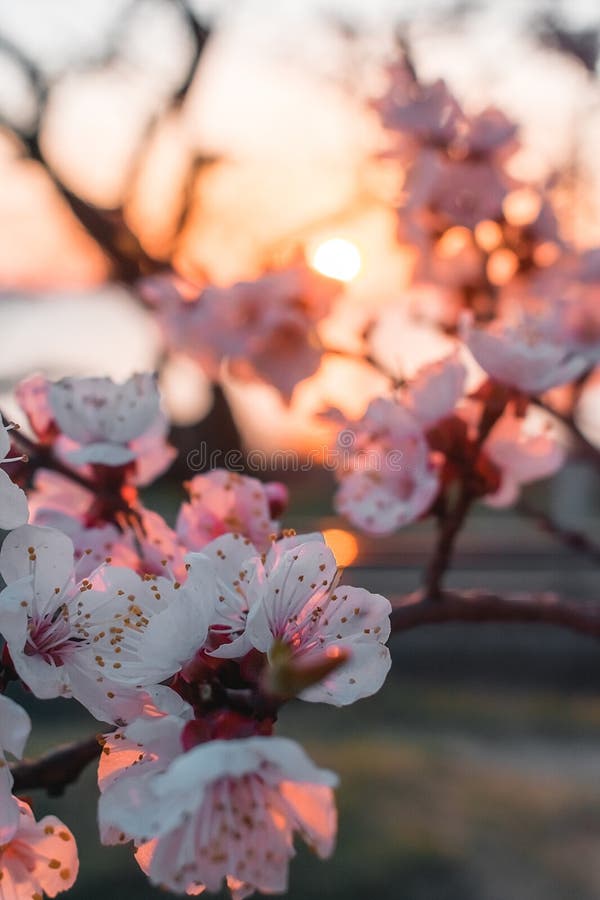 Pink Flowers of Apricot Tree in Sunset Rays. Stock Image - Image of ...