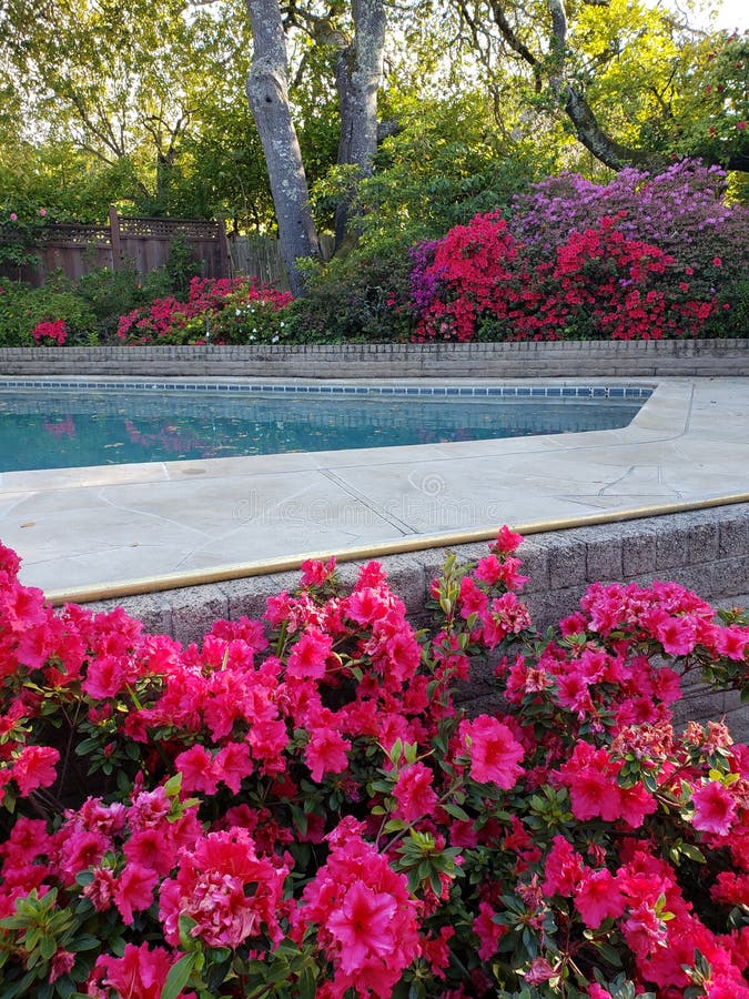 Pink Flowers Around Outdoor Pool Stock Image - Image of water ...