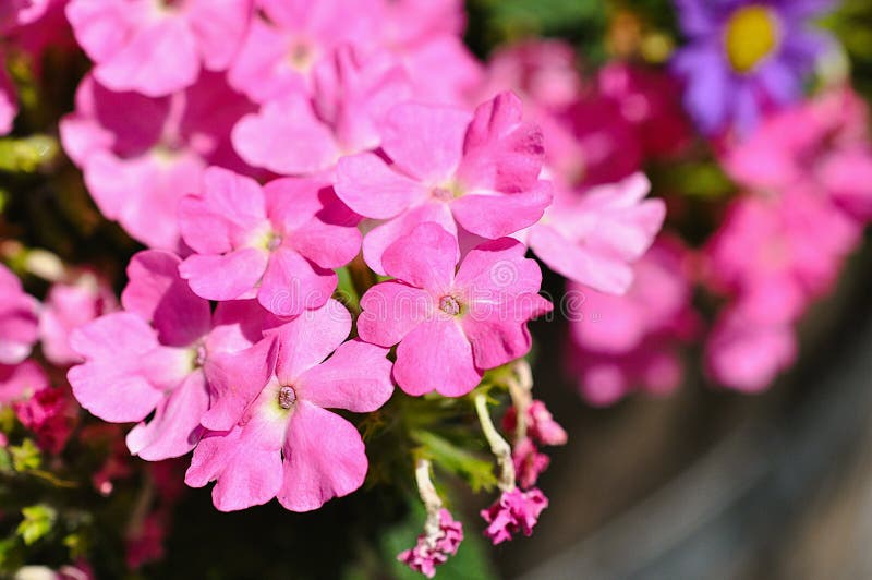 Pink flowers background stock image. Image of small - 336221873