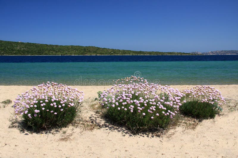 Pink flowers on the beach stock image. Image of flowering - 11689651