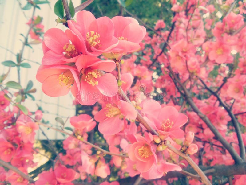 Pink flowers stock photo. Image of beautiful, pink, nature - 89589628