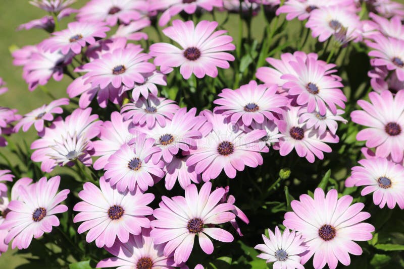 Pink Flowers, Beautiful Violet Flower Stock Photo - Image of green ...