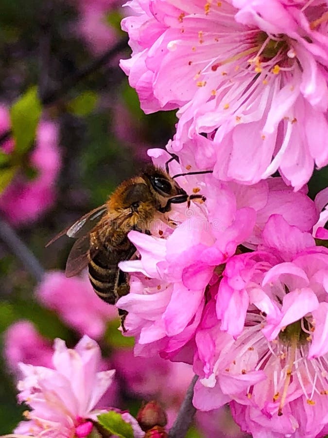 Pink flowers and bee stock image. Image of pink, park - 117127773