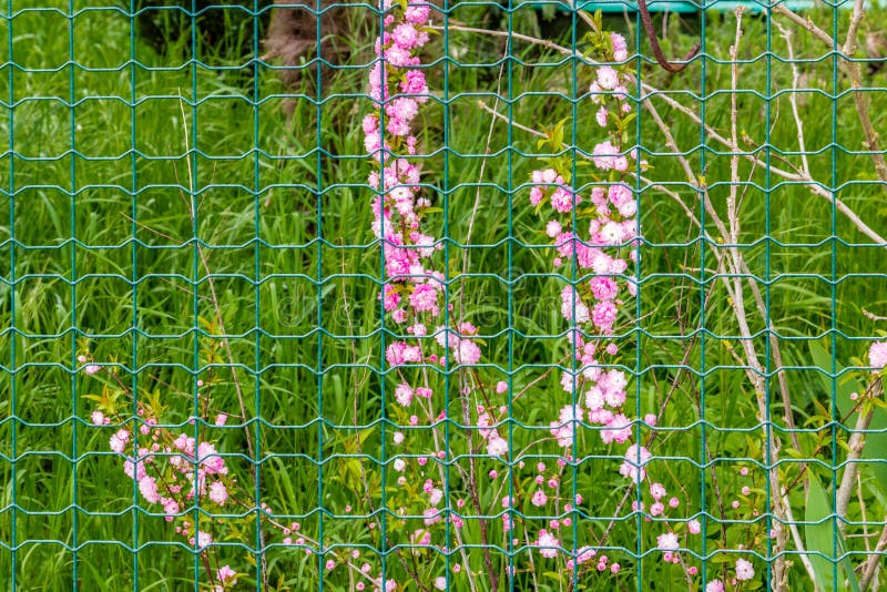Pink flowers behing net stock image. Image of outdoor - 69904447
