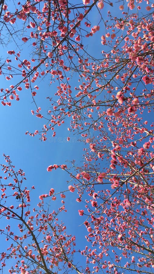 Pink Flowers in Beijing Olympic Park with Trees and Flowers Under Blue ...