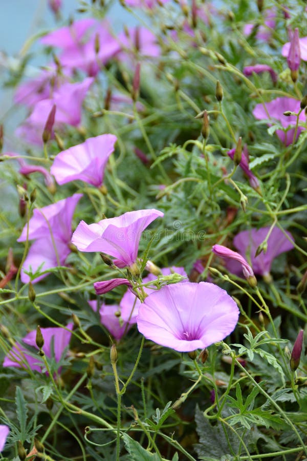 Pink flowers of bindweed stock image. Image of plant - 94882089