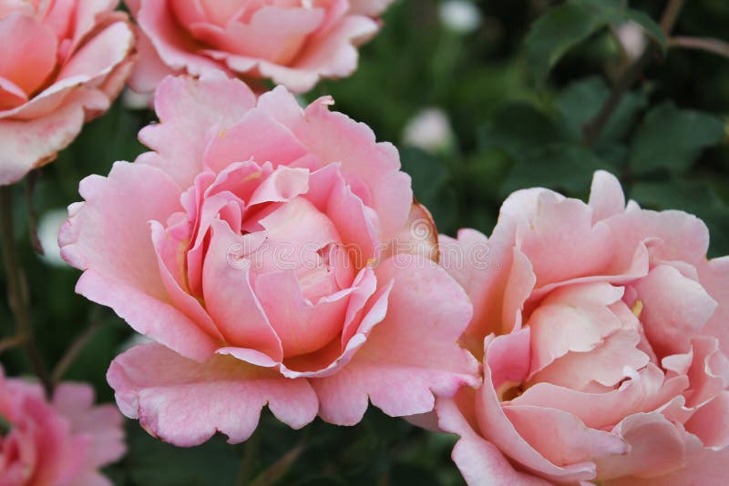 Fanciful Flowers stock photo. Image of focus, field, puff - 74702324